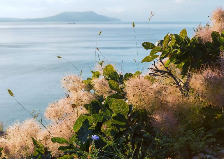 Scumpie - "Planta minune" a timpurilor noastre - Sapun natural Baia de ...